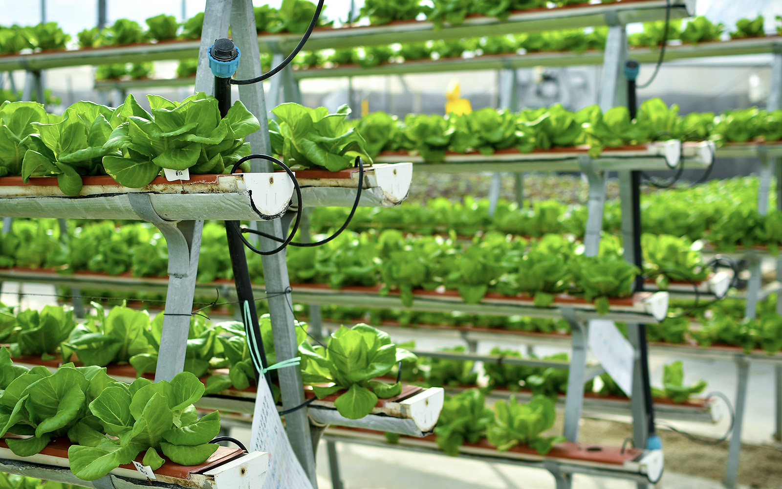 Research illuminates whether ultraviolet light can keep hydroponic ...